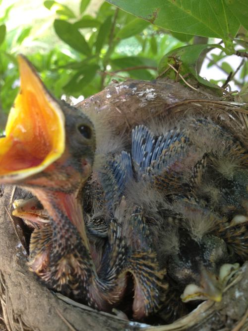 Baby Robin Update: Days 7, 8 | Stay Curious